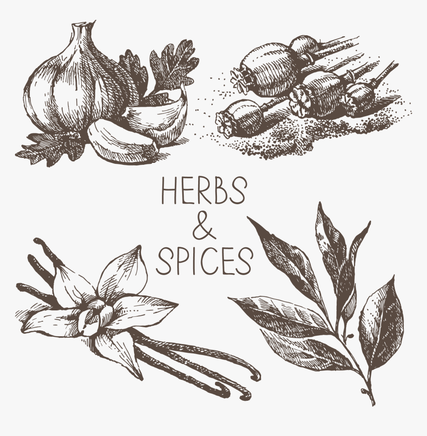 Transparent Spicy Clipart - Spices Black And White Png, Png Download ...