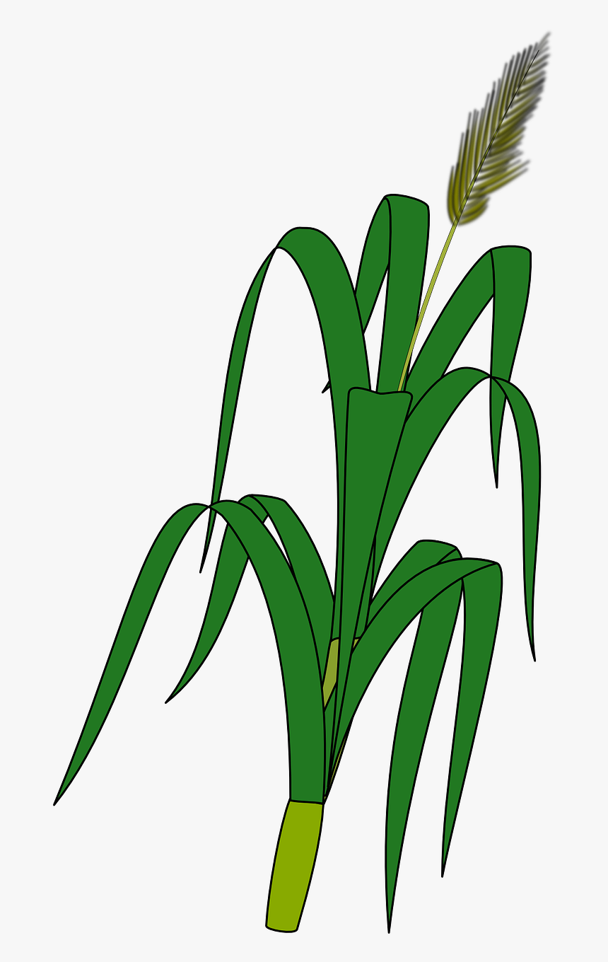 Ragi Plant Clipart Image