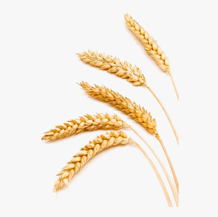 Transparent Barley Png - Compare Wheat And Barley, Png Download ...