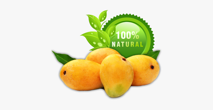 Mangoes - Png Alphonso Mango Transparent, Png Download , Transparent ...