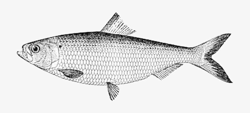 Blueback Drawings Black And White, HD Png Download , Transparent Png ...