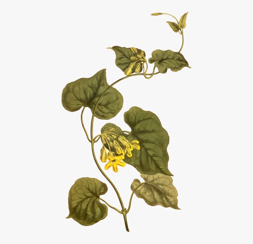 Plant,flora,leaf - Creeper Botanical, HD Png Download , Transparent Png ...