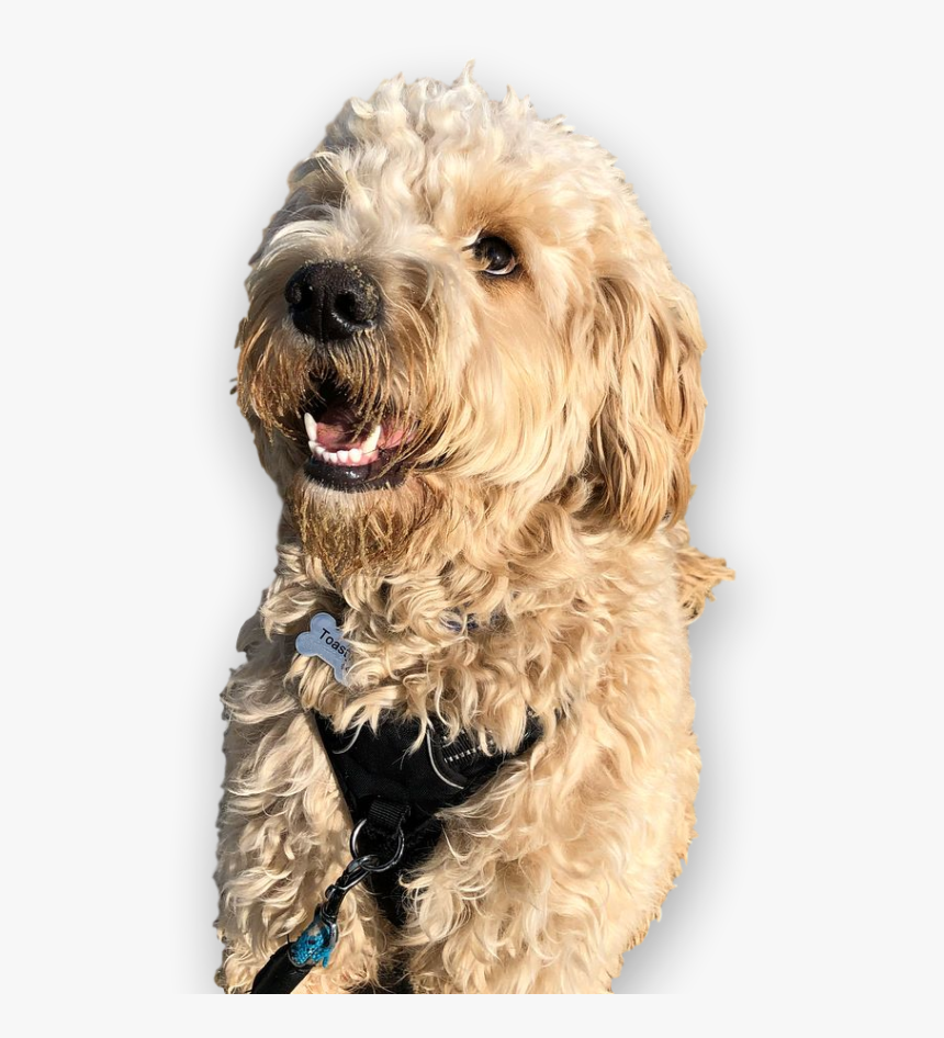 Labradoodle, HD Png Download , Transparent Png Image - PNGitem