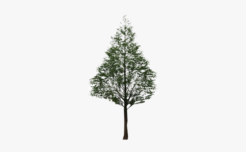 Fir Pine Black And White Leaf Pattern - Red Pine, HD Png Download ...