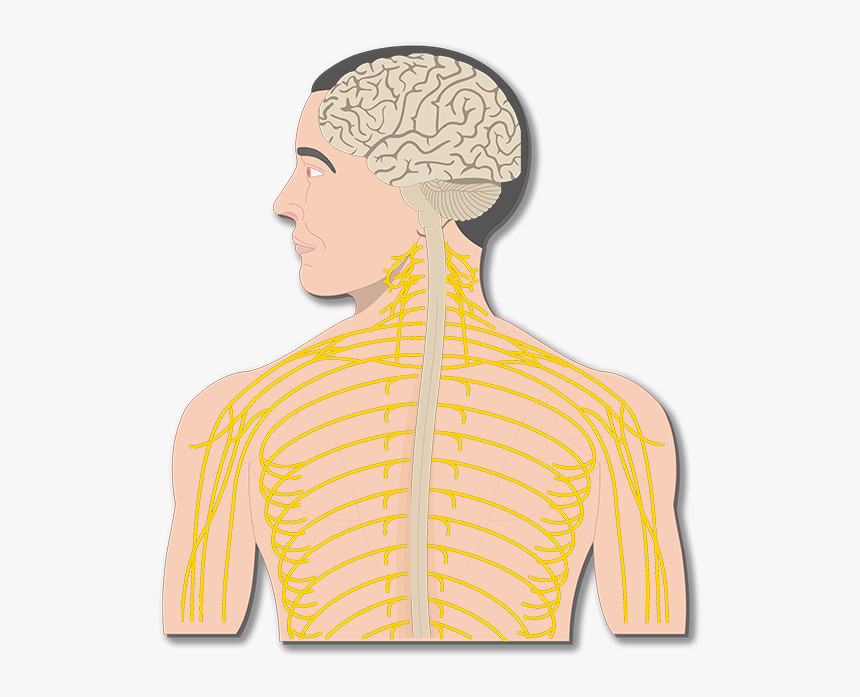 Transparent Nervous System Png - Diagram Main Organs Of The Nervous ...