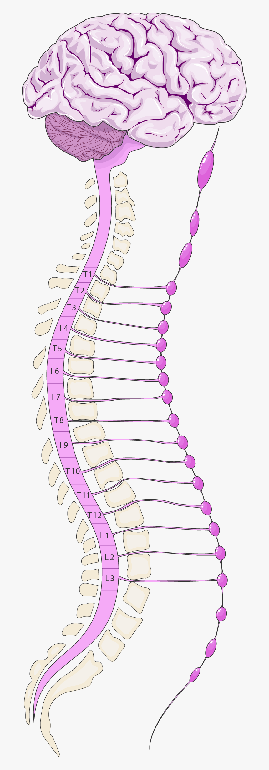Sympathetic Nervous System Png, Transparent Png , Transparent Png Image ...