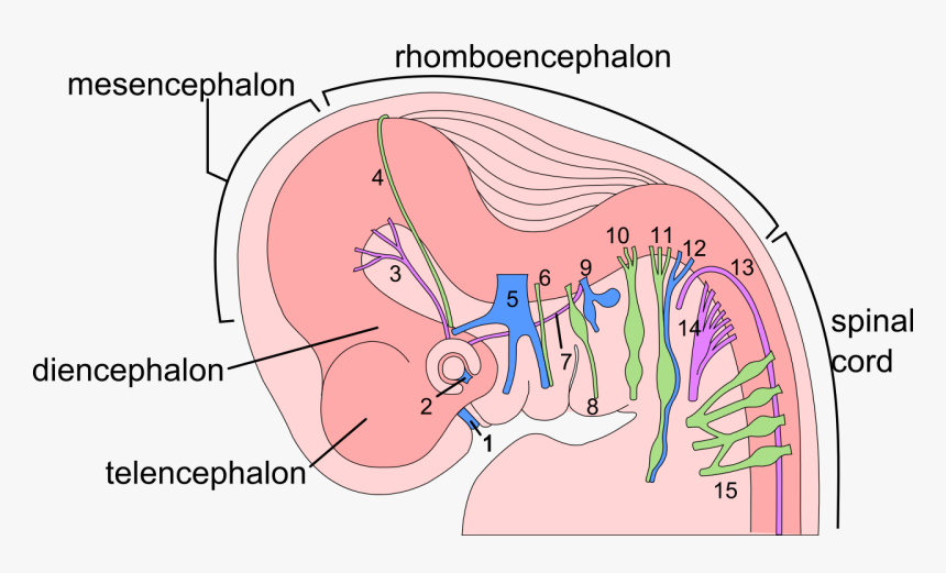 Fetal Development Nervous System, HD Png Download , Transparent Png ...