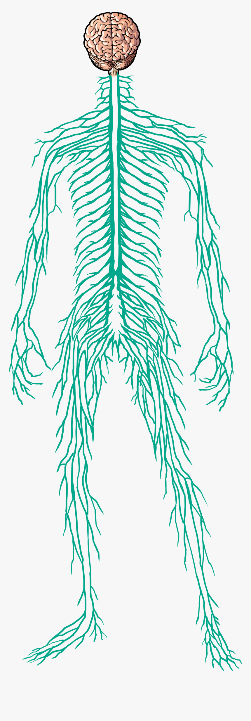 Human Nervous System Transparent, HD Png Download , Transparent Png ...