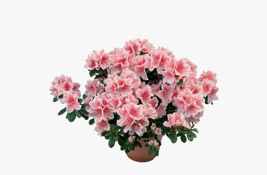 Azalea Png, Transparent Png , Transparent Png Image - PNGitem