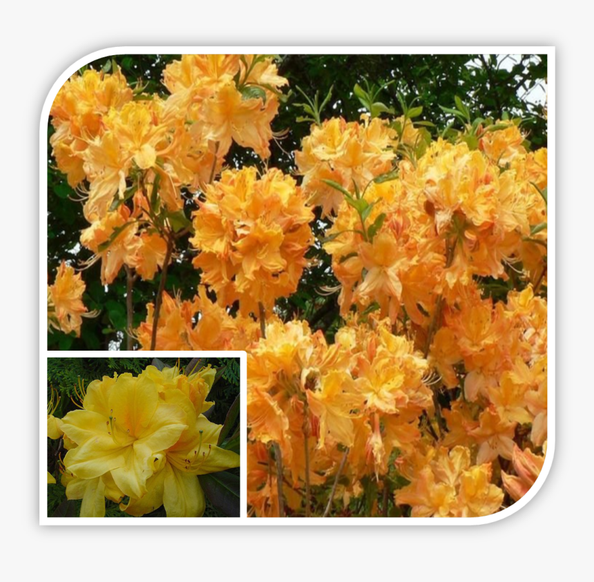 Picture, HD Png Download , Transparent Png Image - PNGitem