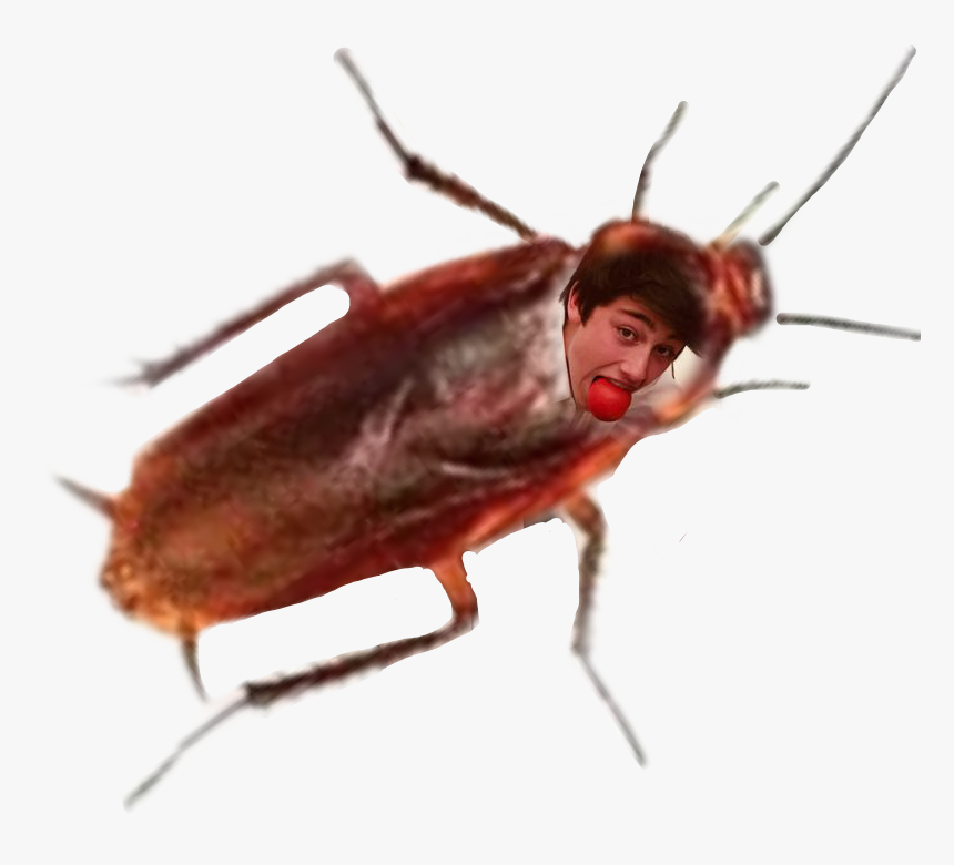 #cucaracha Cucaracha - Bug, HD Png Download , Transparent Png Image ...