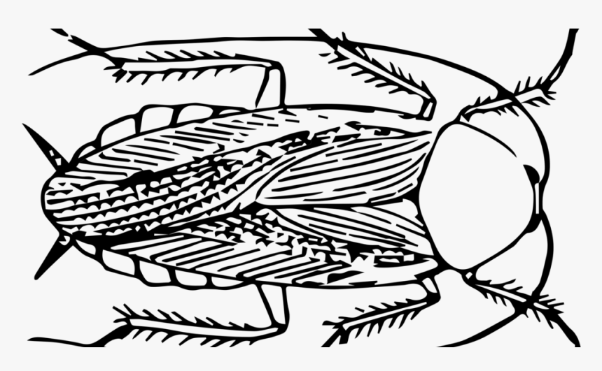 Roach Drawing Outside, HD Png Download , Transparent Png Image - PNGitem