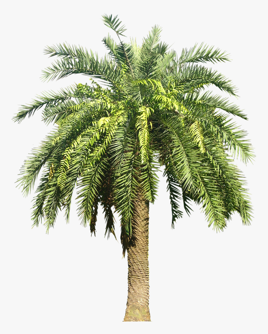 Dates Palm Tree Png, Transparent Png , Transparent Png Image - PNGitem
