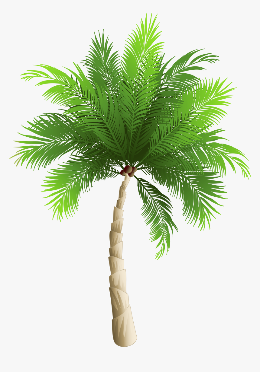 Palm Trees Date Palm Phoenix Canariensis Coconut - Png In Coconut Tree ...