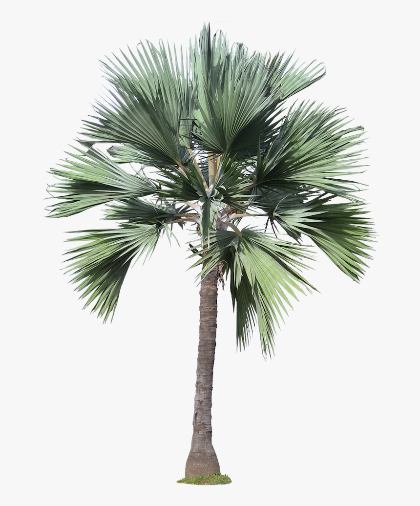 Architecture Trees Png, Transparent Png , Transparent Png Image - PNGitem