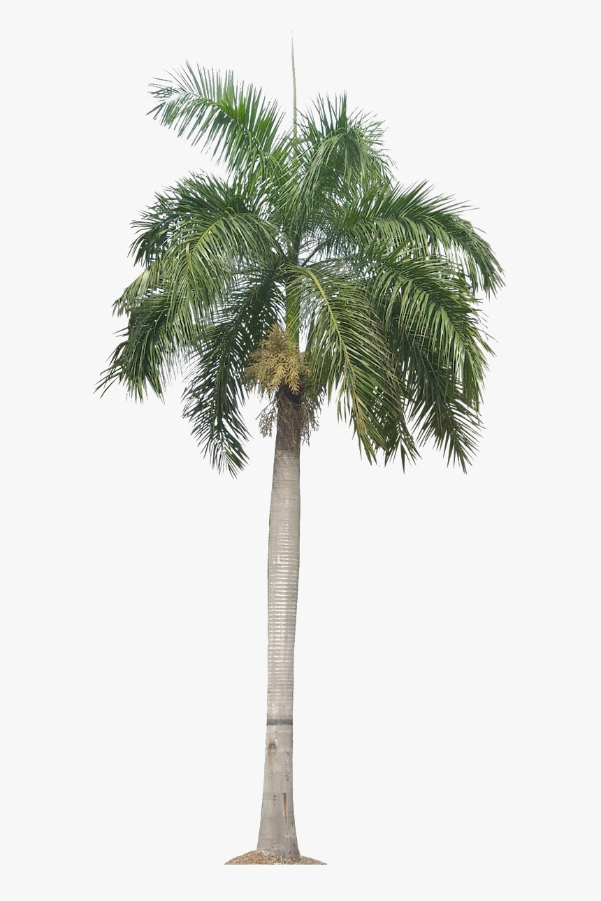 Transparent Background Palm Tree Png, Png Download , Transparent Png ...