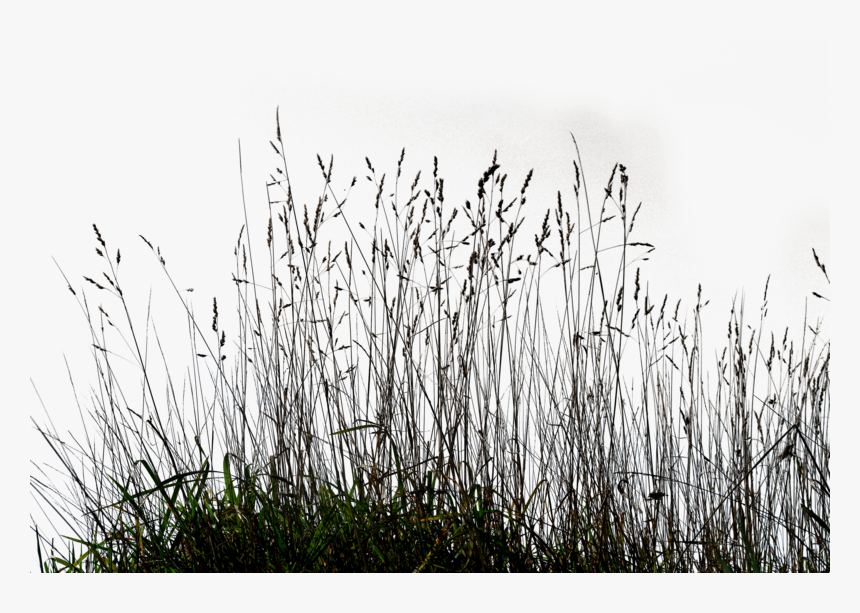 Gallery Tall Grass Png - Transparent Long Grass Png, Png Download ...