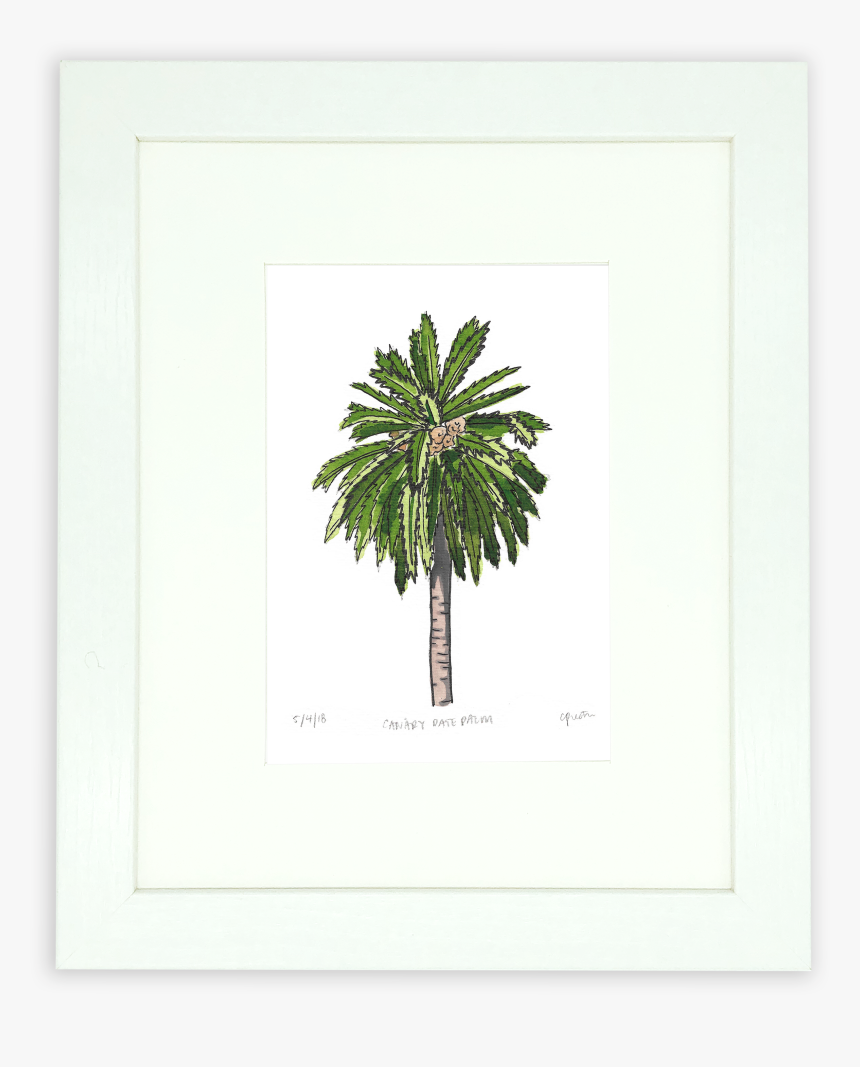 Sabal Palmetto, HD Png Download , Transparent Png Image - PNGitem