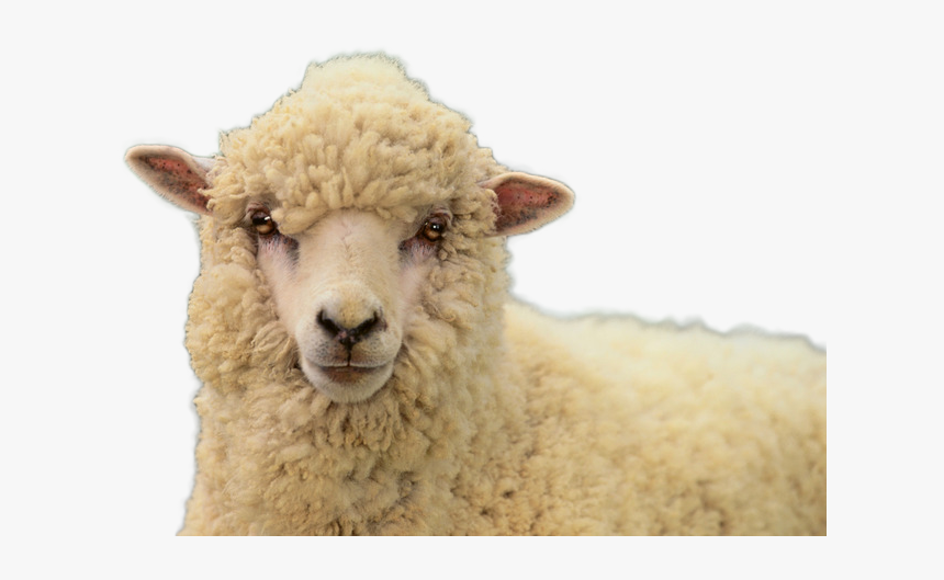 Sheep Png Image - Sheep, Transparent Png , Transparent Png Image - PNGitem