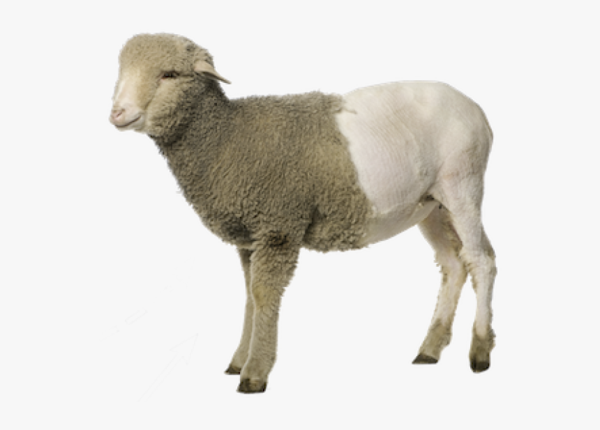 Sheep Png Free Download - Sheep Hd Transparent, Png Download ...