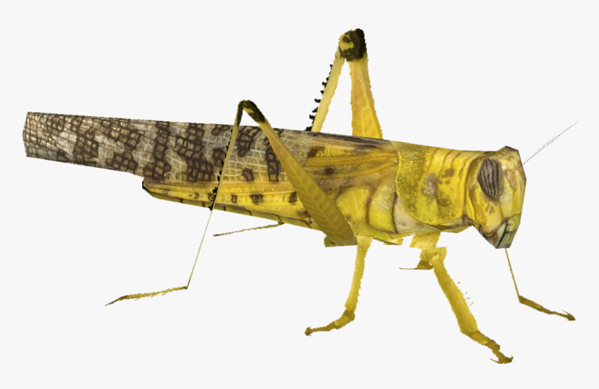 Transparent Cricket Bug Png - Yellow Locust Transparent, Png Download ...