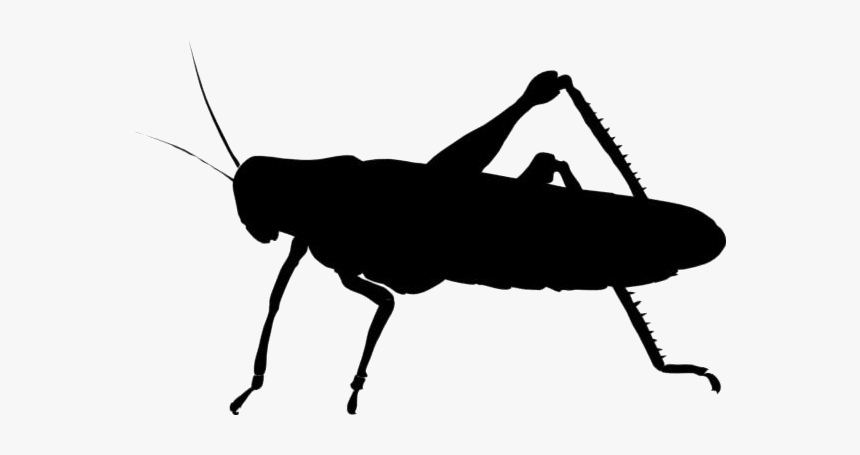 Transparent Locust Clipart, Locust Png Image - Belalang Vector Png, Png ...