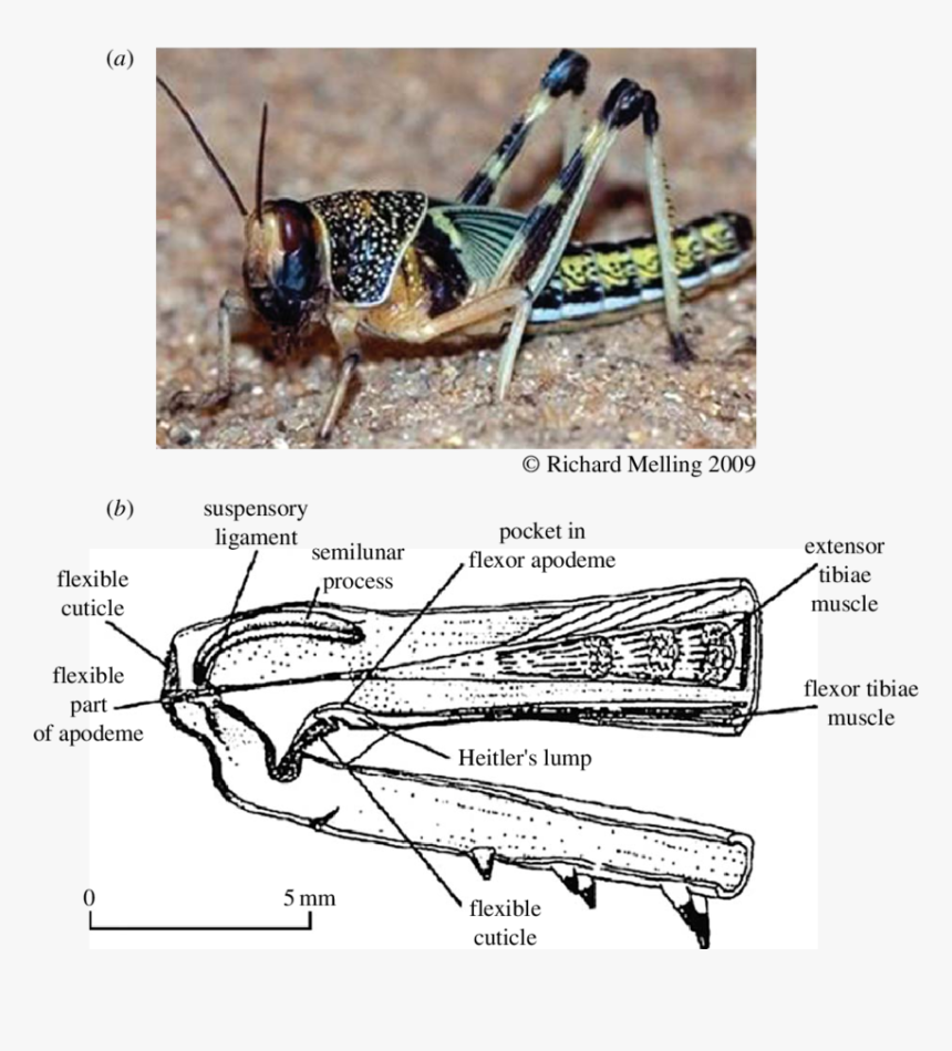 Locust And (b) The Simplified Internal Anatomy Of Its - Anatomy Of A ...