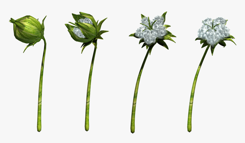 Transparent Plant Stem Png - Plants, Png Download , Transparent Png ...