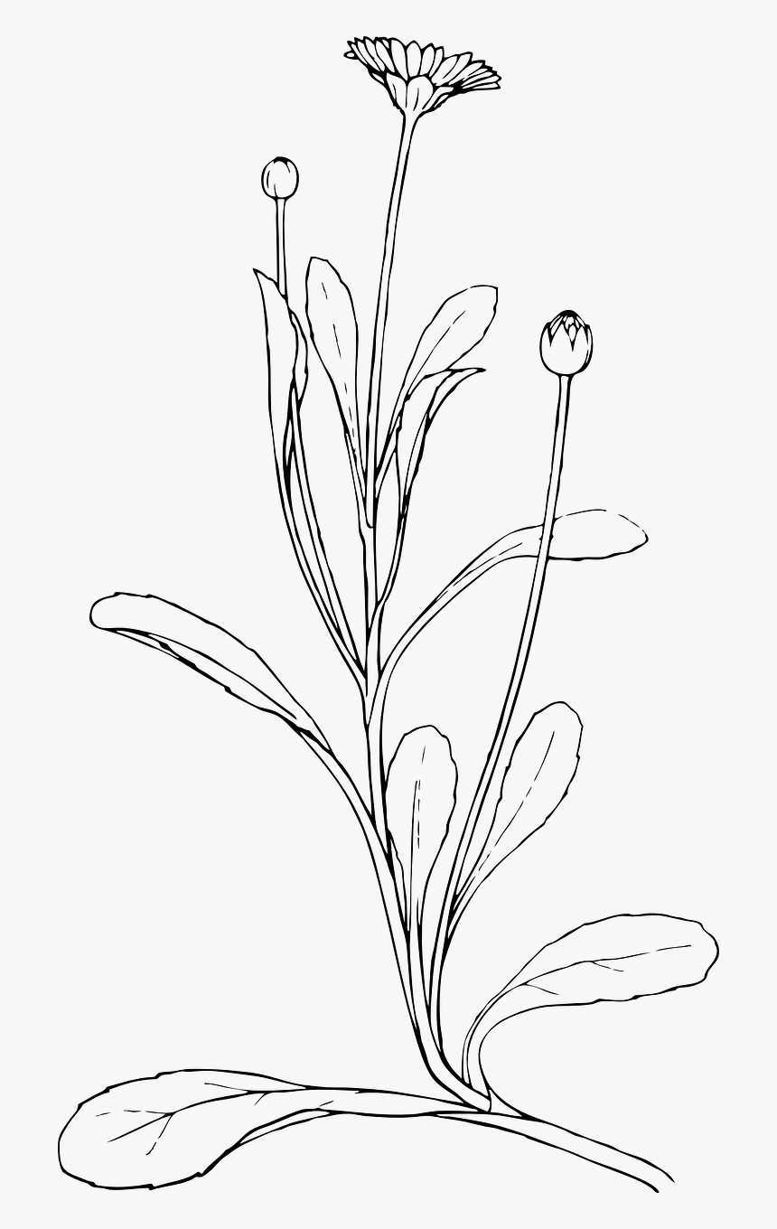 Diagram Of A Daisy Plant, HD Png Download , Transparent Png Image - PNGitem