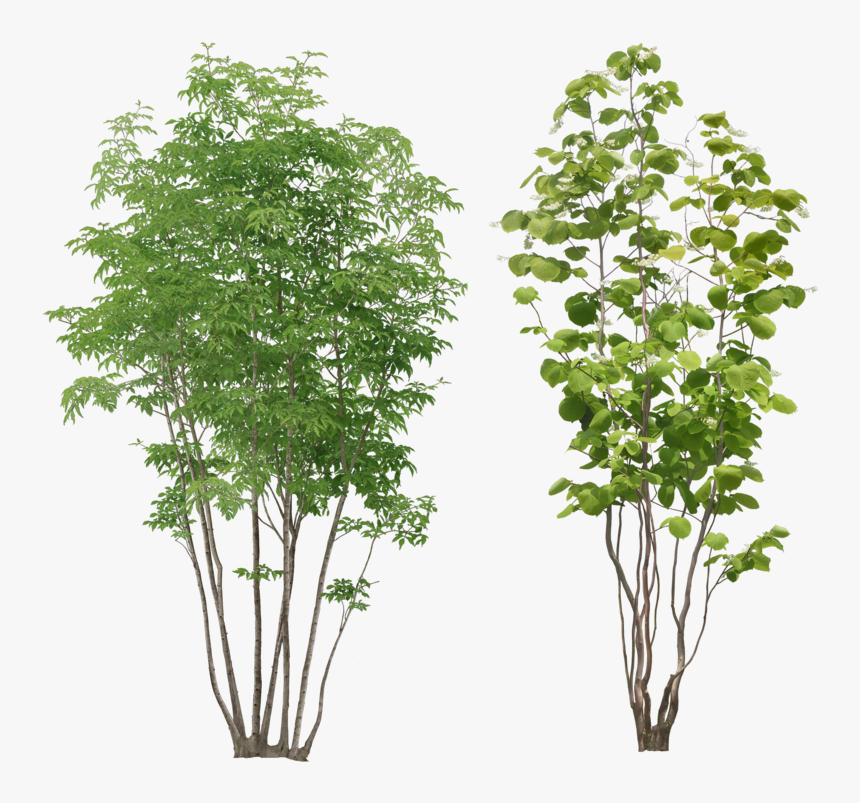 Tree Plant Png, Transparent Png , Transparent Png Image - PNGitem