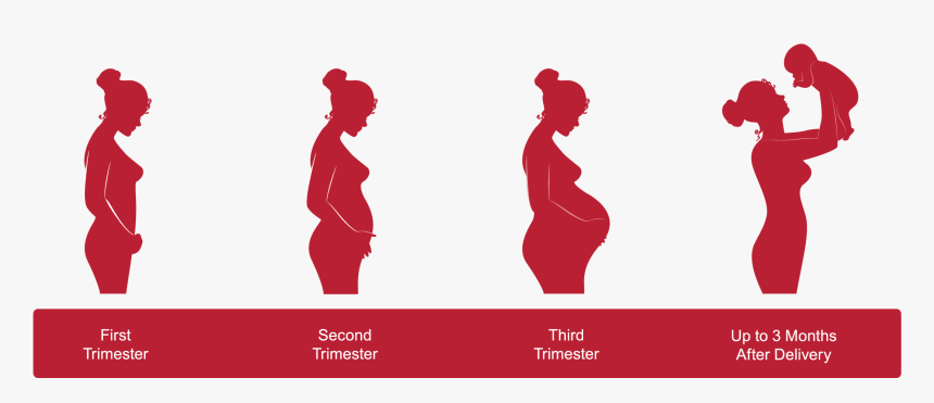 First Trimester In Pregnancy, HD Png Download , Transparent Png Image ...
