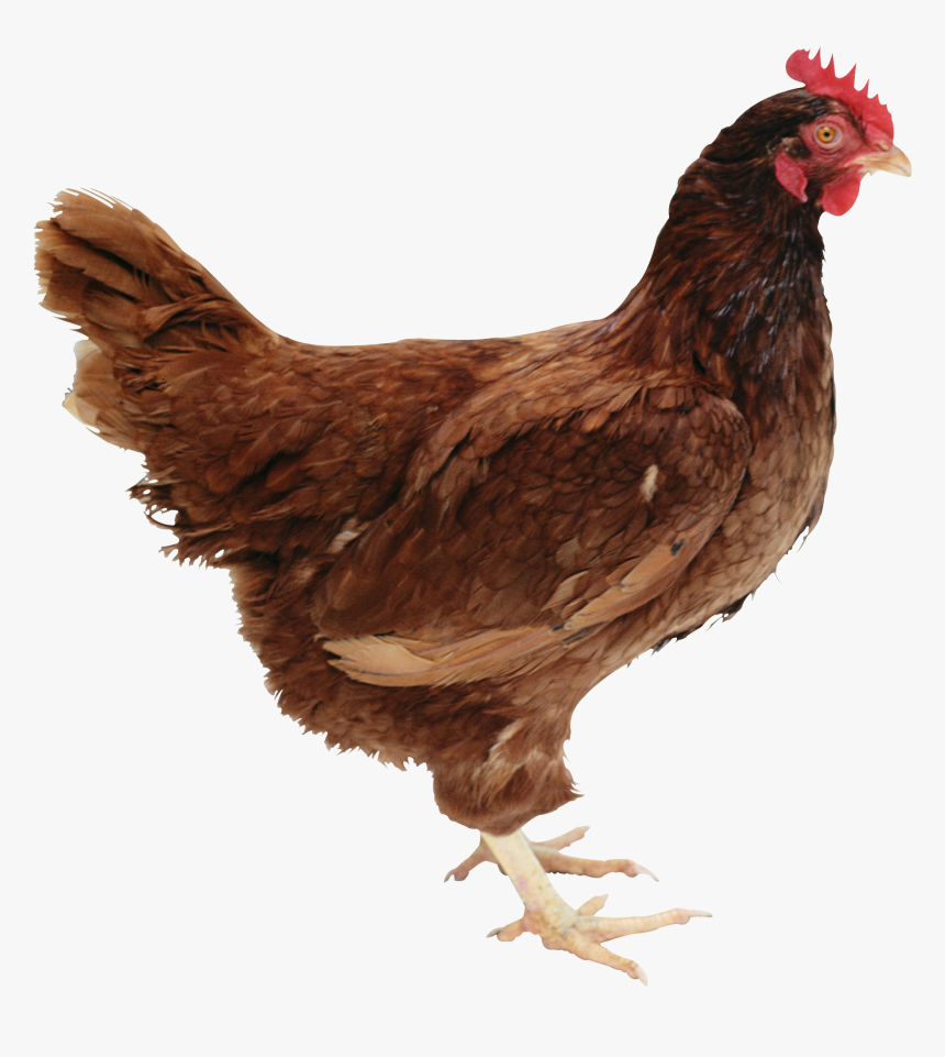 Transparent Chicken Head Png - Rhode Island Red Chicken Png, Png ...