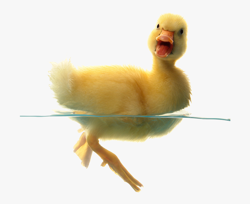 Duckling Png, Transparent Png , Transparent Png Image - PNGitem