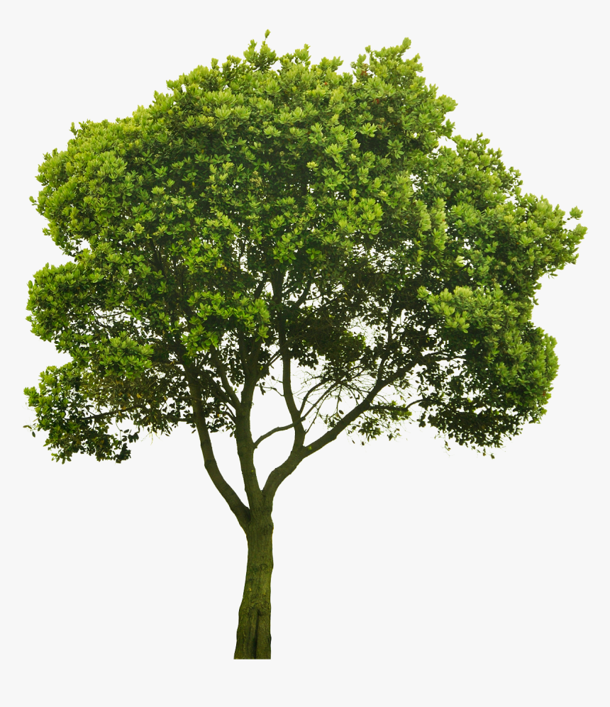 Transparent Elm Tree Png - Tree Png For Architect, Png Download ...
