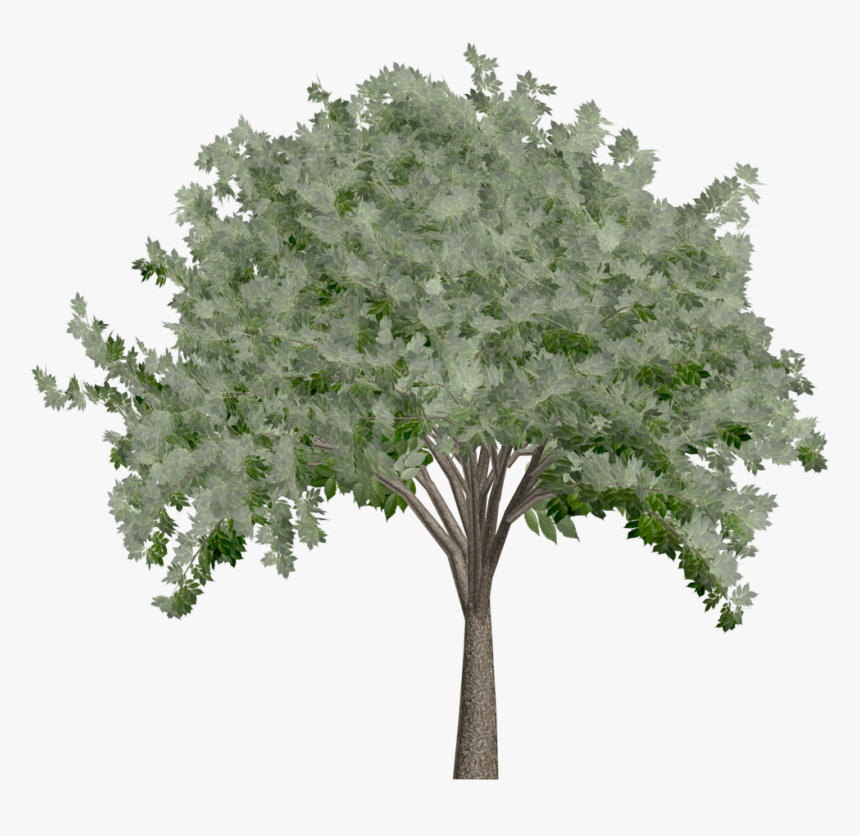 Elm Tree - Oak - Plane-tree Family, HD Png Download , Transparent Png ...