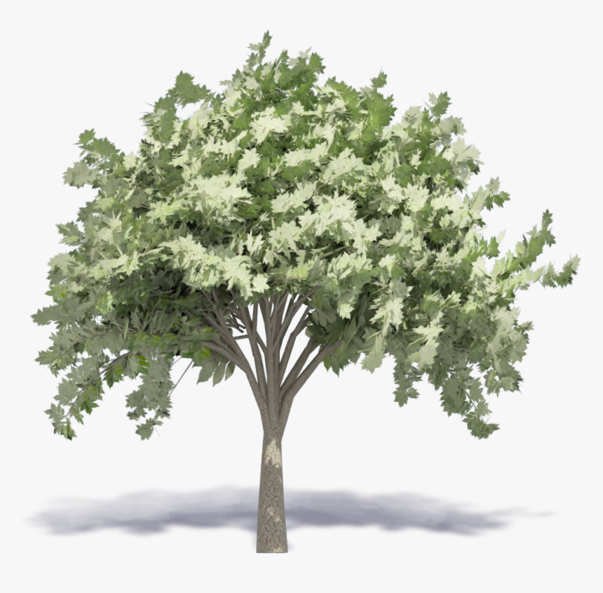 Elm Tree - Axonometric Tree Png, Transparent Png , Transparent Png ...