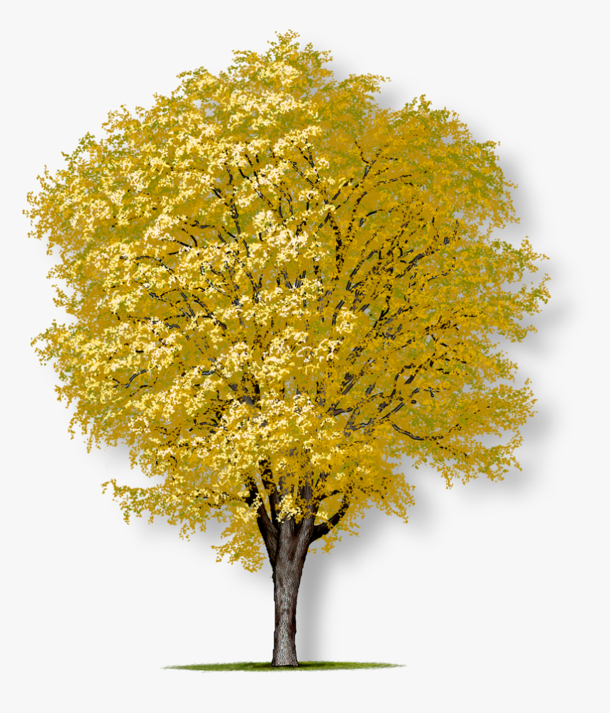 Transparent Elm Tree Png - American Elm Tree, Png Download ...