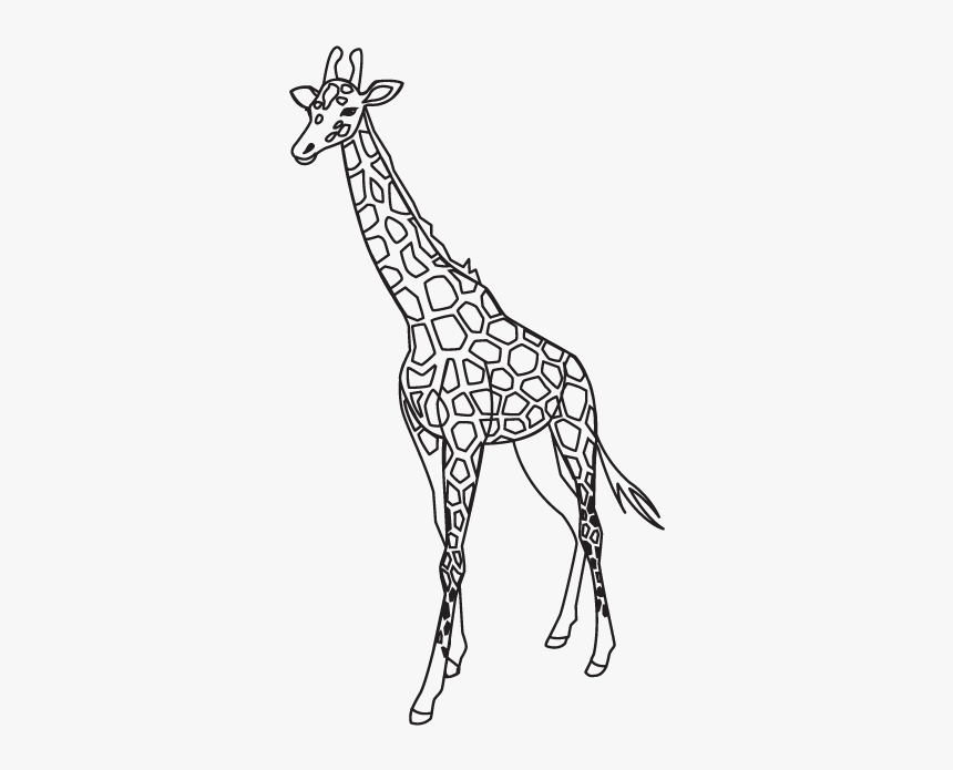 Giraffe Outline Transparent, HD Png Download , Transparent Png Image ...