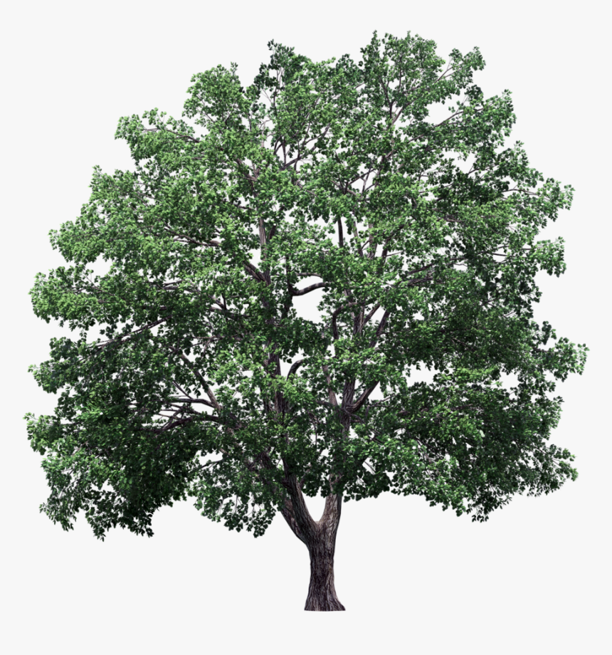 California Sycamore Png, Transparent Png , Transparent Png Image - PNGitem