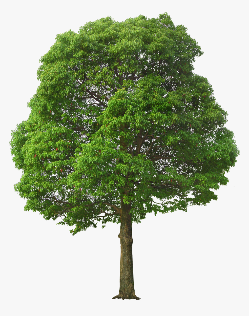 California Sycamore Png - Tree Png, Transparent Png , Transparent Png ...