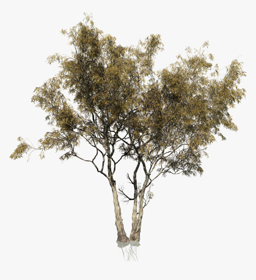 Red Gum Tree Png, Transparent Png , Transparent Png Image - PNGitem