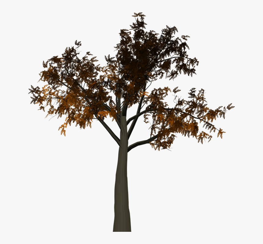 Tree, Leaves, Autumn, Fall, Branches, Isolated, Nature - Half Tree Png ...