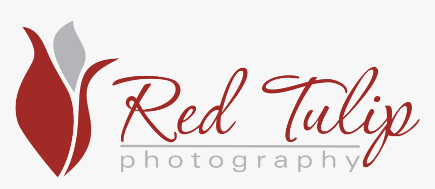 Red Tulip Photography - Calligraphy, HD Png Download , Transparent Png ...