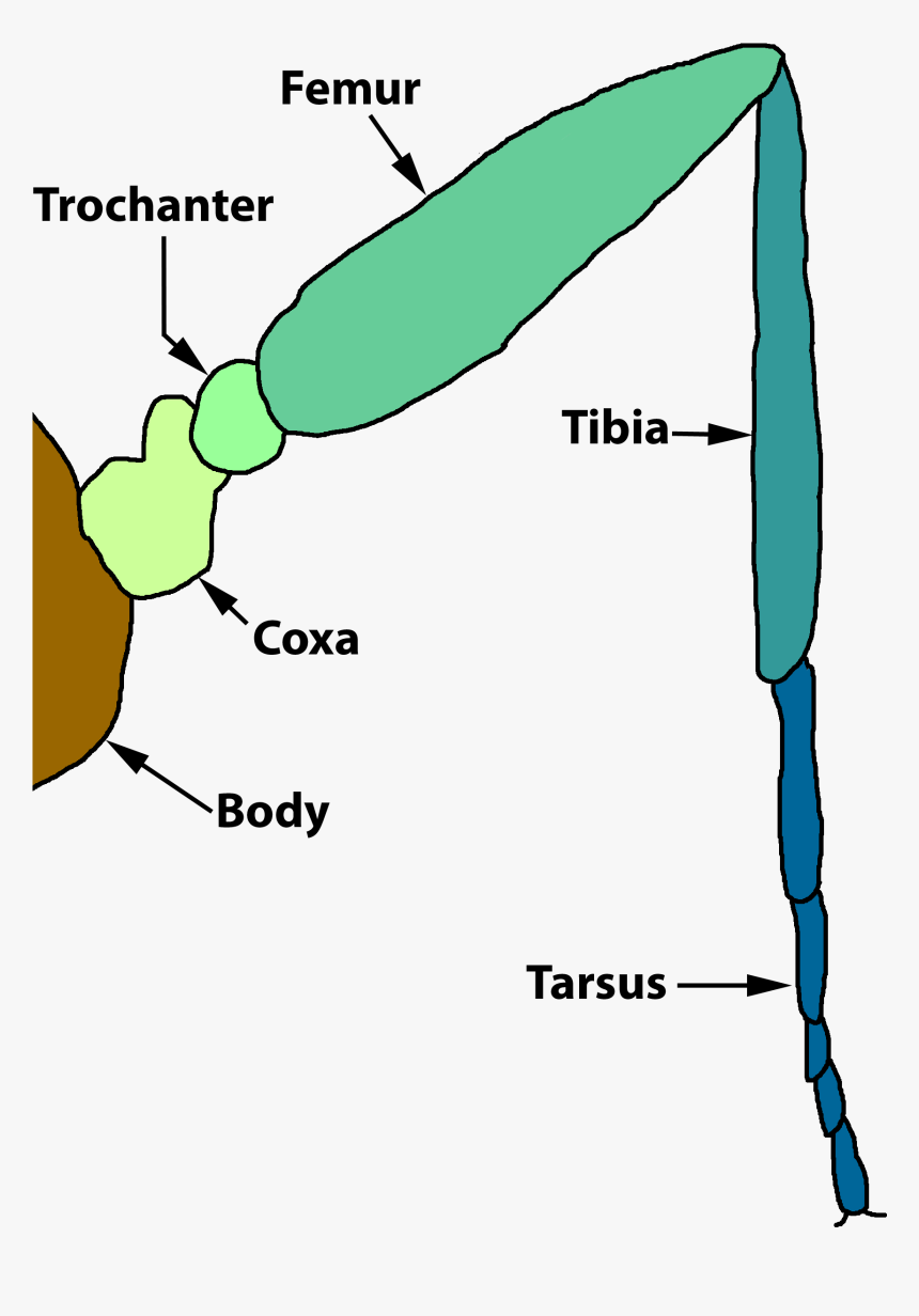 File - Insectleg - Pindli Meaning In Urdu, HD Png Download ...