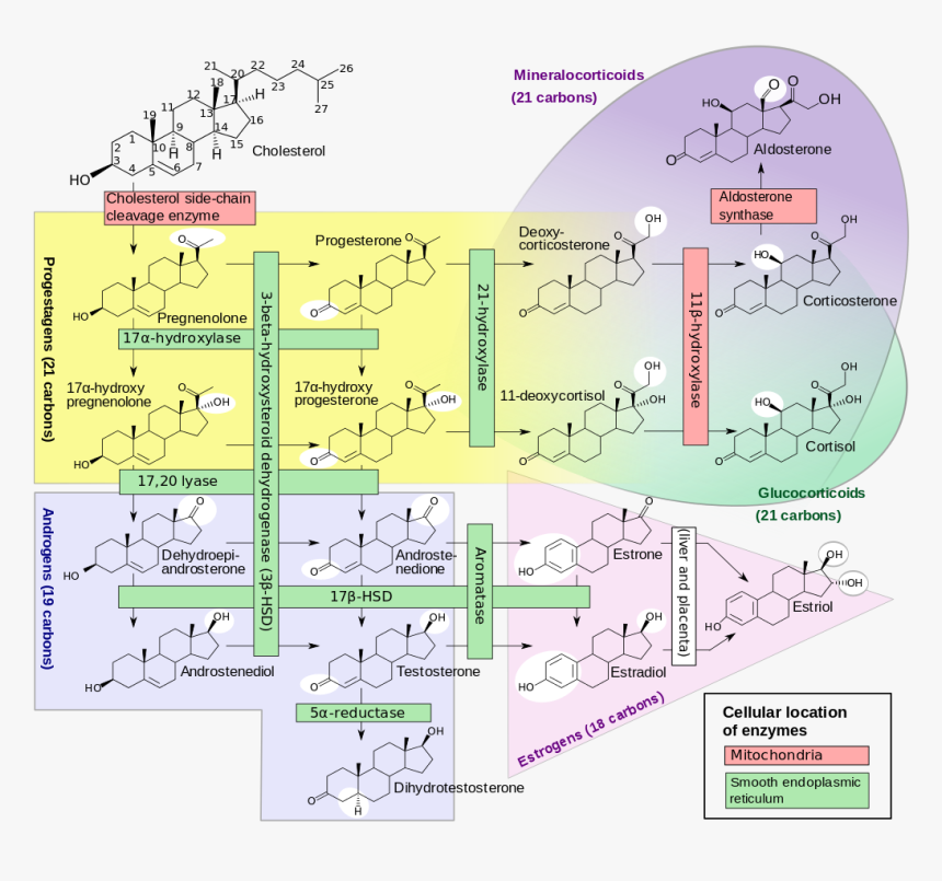 Steroidogenesis Pathway, HD Png Download , Transparent Png Image - PNGitem