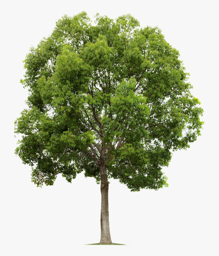 Tree Front View Png, Transparent Png , Transparent Png Image - PNGitem