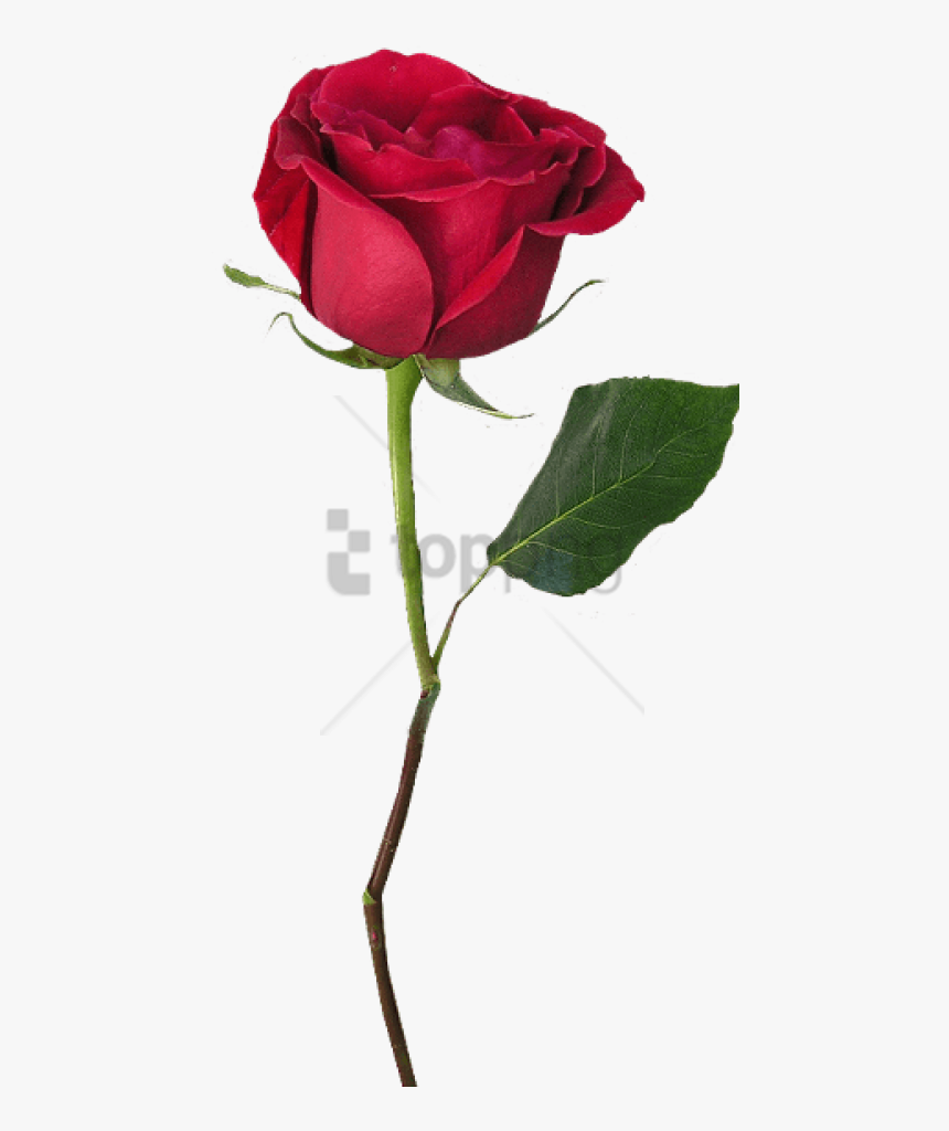 Download With Images Background - Single Red Rose Png, Transparent Png ...