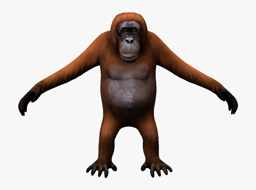 Monkey , Png Download - Monkey, Transparent Png , Transparent Png Image ...
