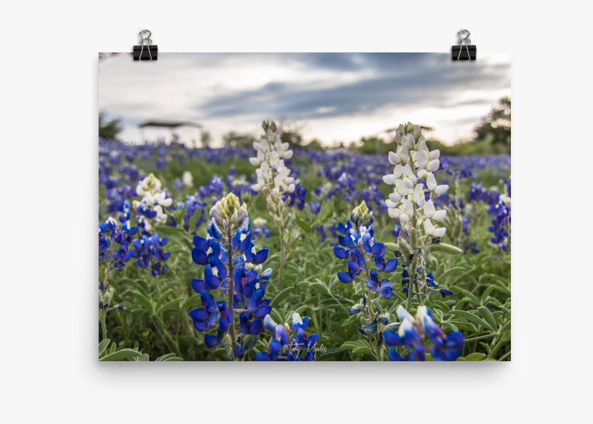 Bluebonnet Png, Transparent Png , Transparent Png Image - PNGitem