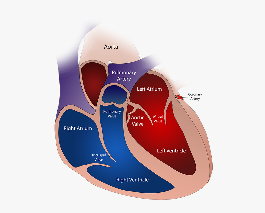 Open Heart Png, Transparent Png , Transparent Png Image - PNGitem
